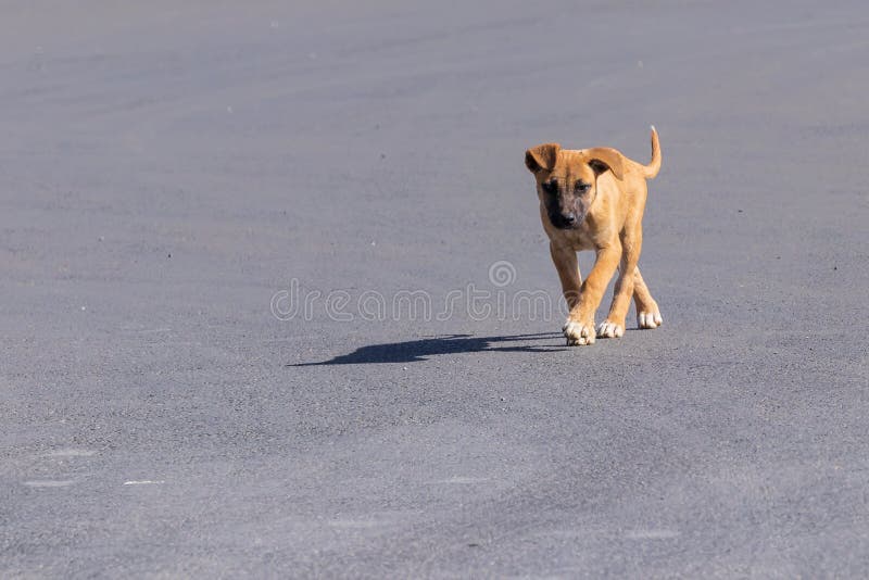 Trodding Stock Photos - Free & Royalty-Free Stock Photos from Dreamstime