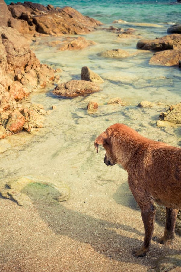 Dog on tropical beach stock photo. Image of staying - 180672596