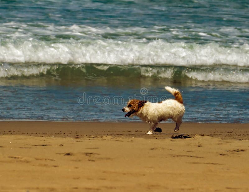 Dog of tropical beach stock image. Image of horizon, heaven - 7511779