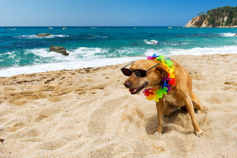 Dog on tropical vacation stock photo. Image of mixed - 28470834