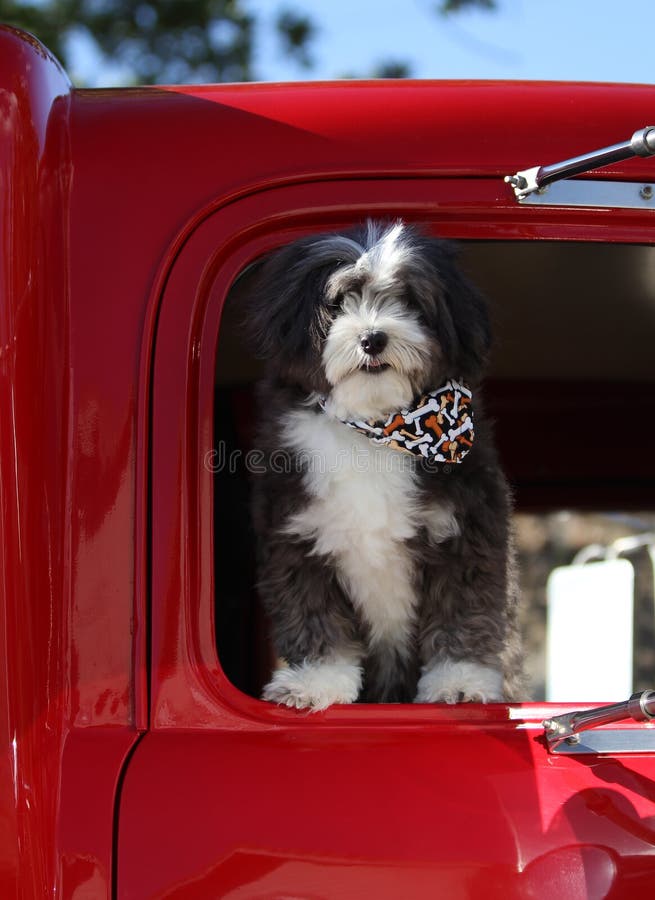 A dog in a truck. stock image. Image of driving, cute - 31946965