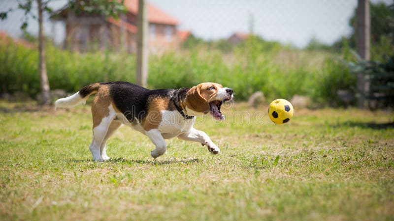 Dog trying to catch ball stock image. Image of cavorting - 55373989