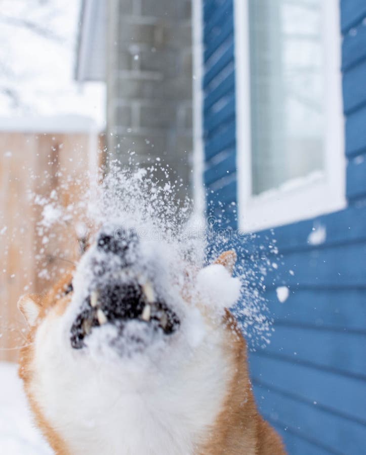 167 Snowball Catch Stock Photos - Free & Royalty-Free Stock Photos from ...