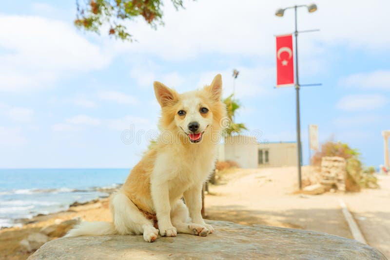 Dog with Turkish Flag at Side Archaeological Stock Image - Image of ...