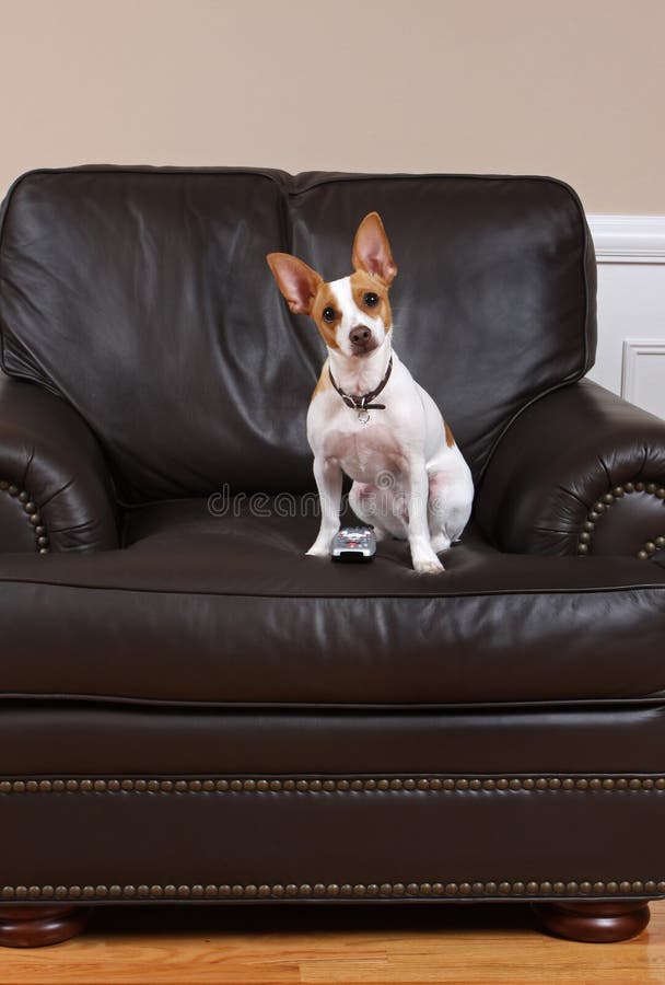 Dog with TV Remote stock image. Image of changing, living - 5234087