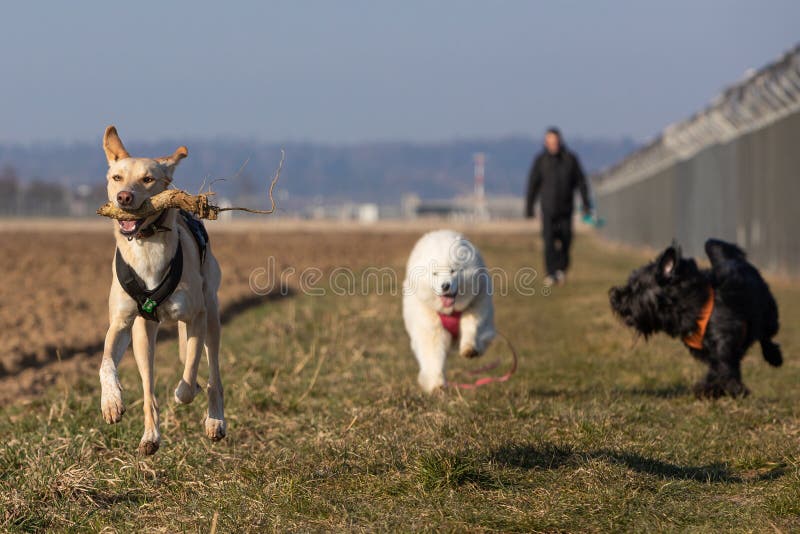 Dog with a Twig Running with Other Dogs Stock Photo - Image of running ...