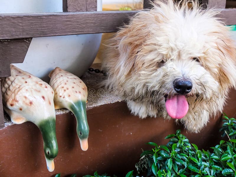 Dog and Goose stock photo. Image of lovely, creativity - 29814536