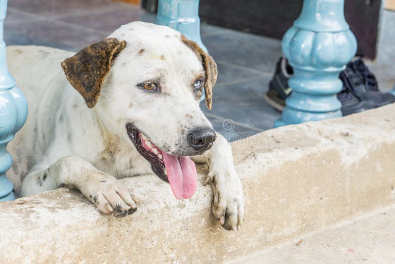 Dog with Two Different Colored Eyes with Copy Space Stock Photo - Image ...