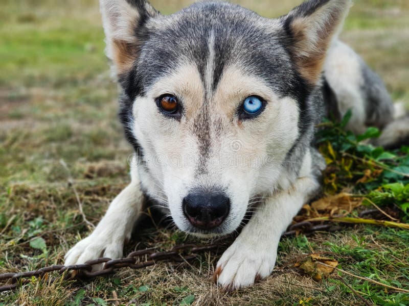Dog with Two Eyes stock photo. Image of dogeyes, twocolorseyes - 127893828