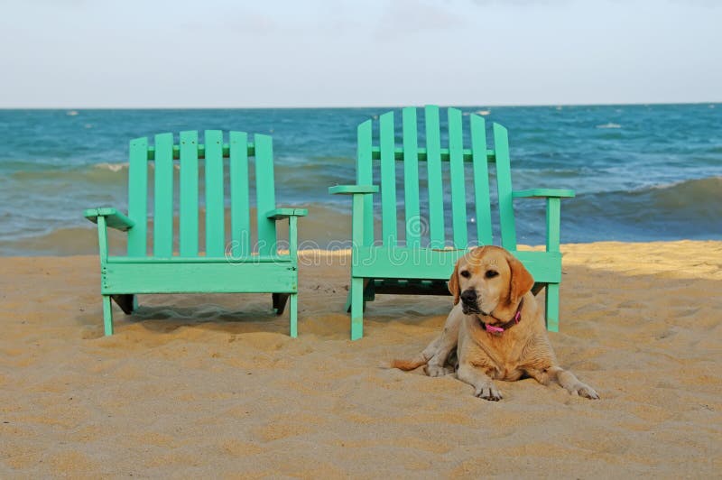 Dog and two green chairs stock photo. Image of holidays - 21890066