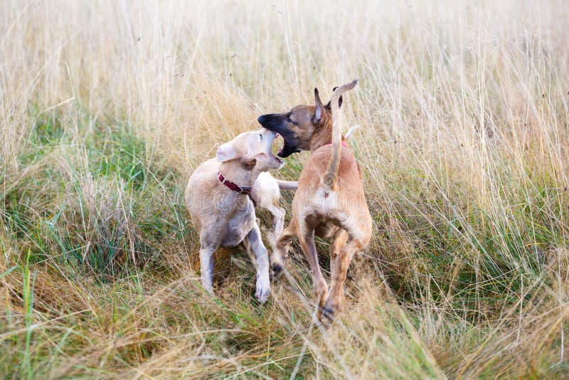 Dog stock photo. Image of outdoor, animal, grass, play - 102214956