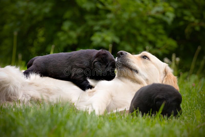 Dog and two puppies stock photo. Image of family, three - 1630310