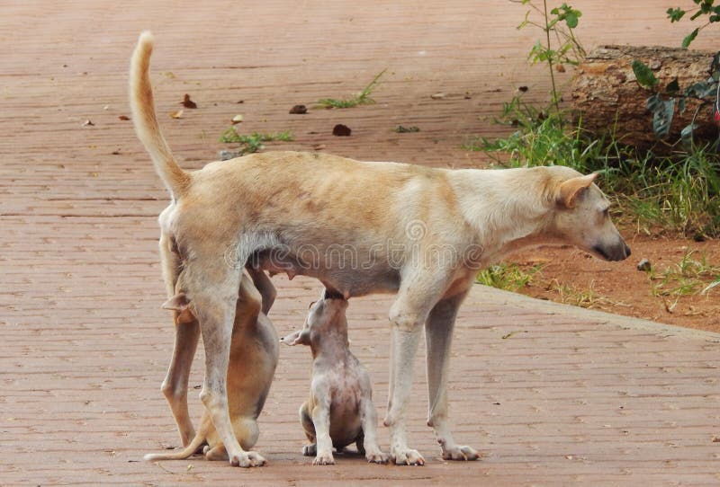 Dog with Two Puppies Feeding Milk Stock Image - Image of milk, lanka ...