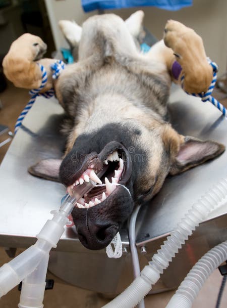 Dog under anesthesia stock image. Image of veterinary - 12029941