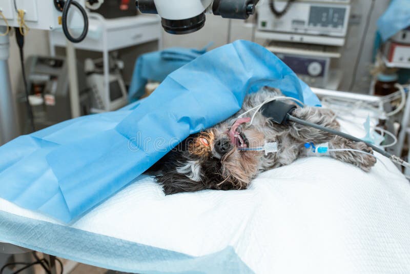 Dog Under Anesthesia Lie on Operating Table in Operating Room. Dog ...