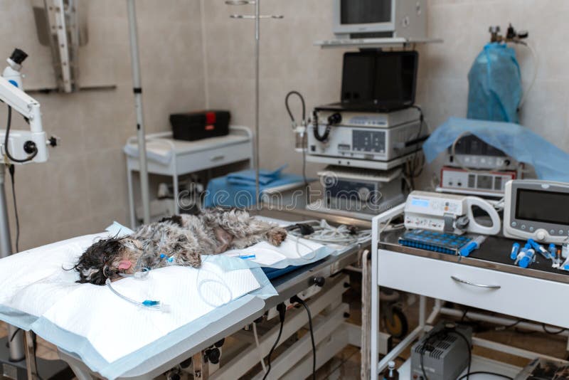 Dog Under Anesthesia Lie on Operating Table in Operating Room. Dog ...