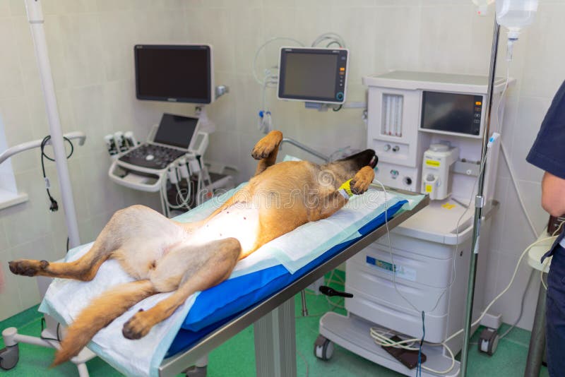 Dog Under Anesthesia Lie on Operating Table in Operating Room. Dog ...