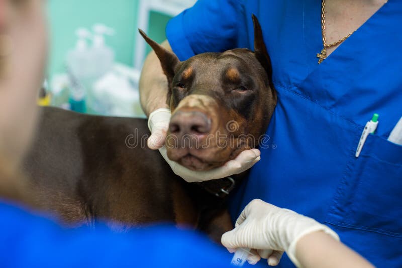 Dog Under Anesthesia before Surgery. Stock Image - Image of medicine ...