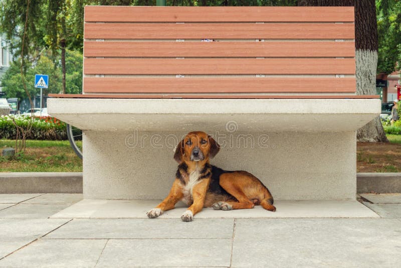 Dog under the bench stock image. Image of nature, puppy - 122701681