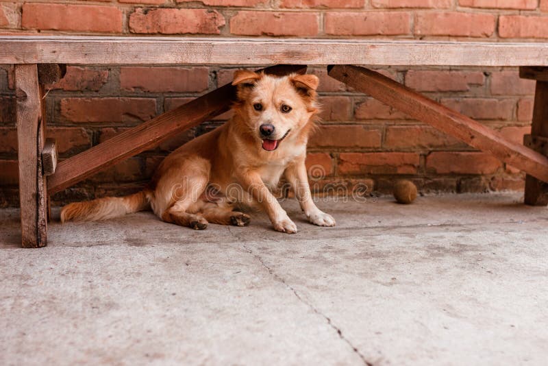 Dog Under the Bench in the Yard Stock Photo - Image of redhead, canine ...