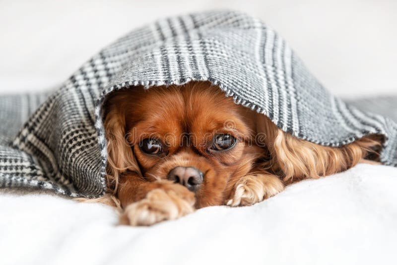 Dog under the blanket stock photo. Image of charles - 210187260
