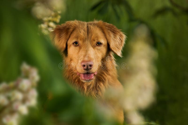 Dog under a chestnut tree stock photo. Image of tolling - 226117540