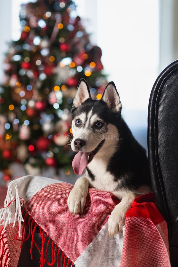 4,264 Dog Under Tree Stock Photos - Free & Royalty-Free Stock Photos ...