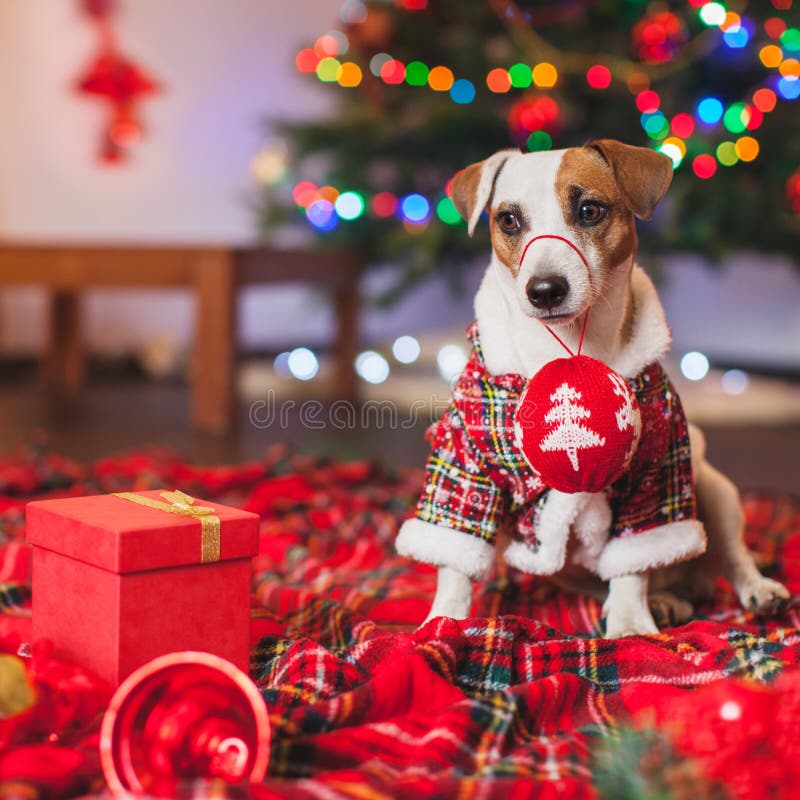 Dog under a christmas tree stock image. Image of doggy - 129758887
