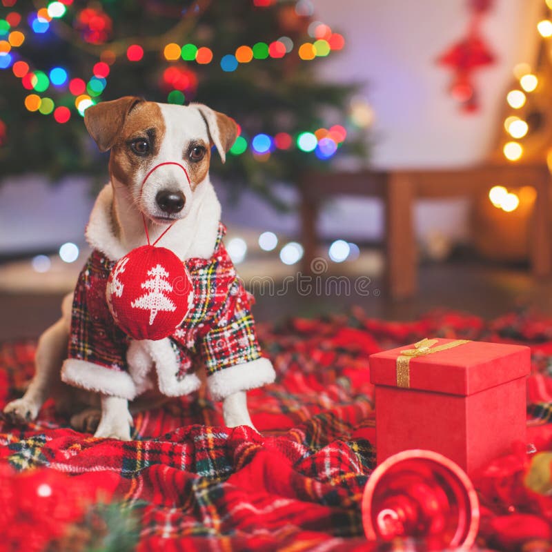 Dog under a christmas tree stock photo. Image of background - 202928750