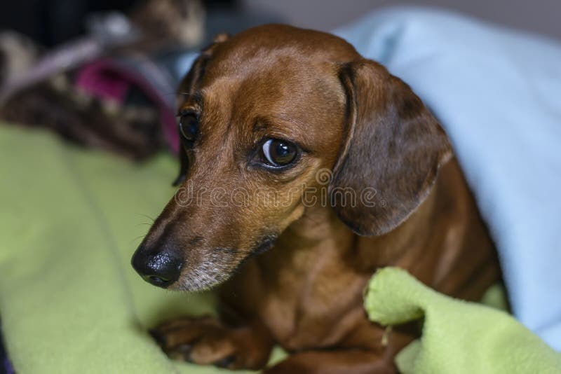 Dog under the covers stock photo. Image of dachshund - 46279580