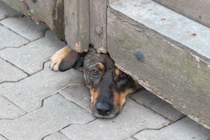 Dog under gate stock image. Image of watch, fierce, animal - 99347013