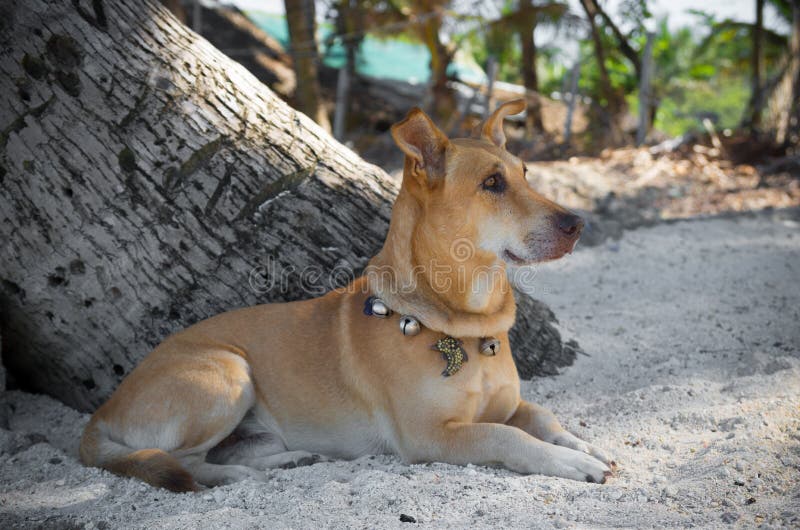 Dog under palm tree stock image. Image of landscape, animal - 62943285