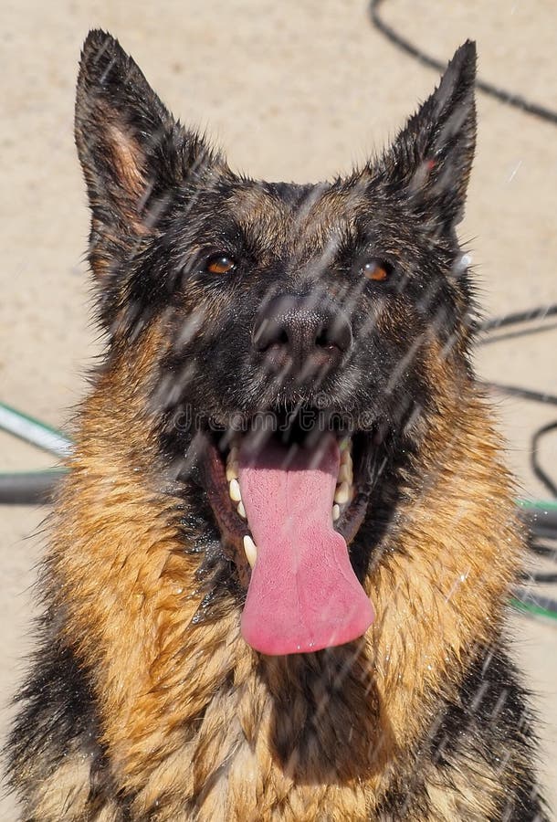 Dog Under Raindrops Enjoying Cooling Off Stock Image - Image of pets ...