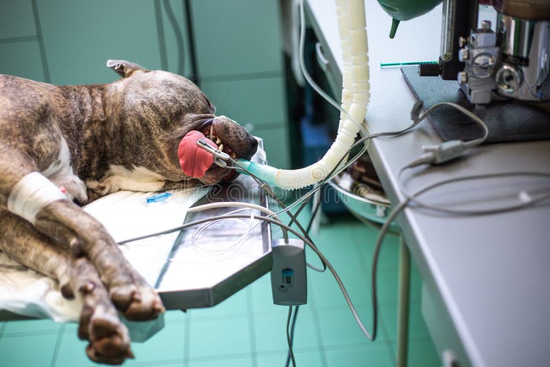Dog Under the Surgery Process at the Vet Clinic, Veterinary Concept ...