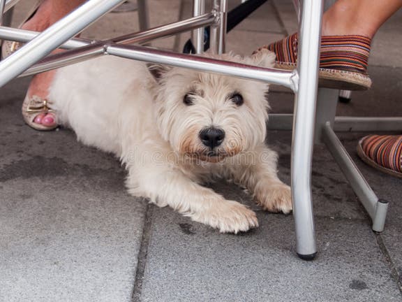 1,036 Dog Under Table Stock Photos - Free & Royalty-Free Stock Photos ...