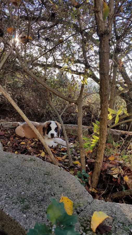 Dog under the tree stock photo. Image of tree, outdoors - 169112652