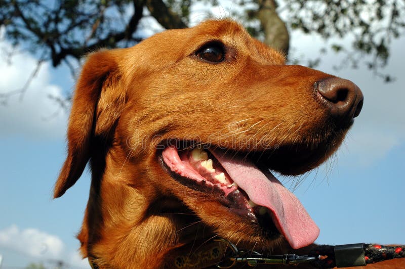 Dog Under The Tree Royalty Free Stock Photography - Image: 739917