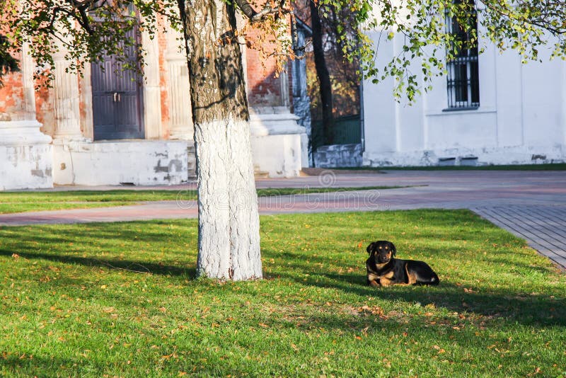 Dog under a tree stock image. Image of life, buildings - 78104457