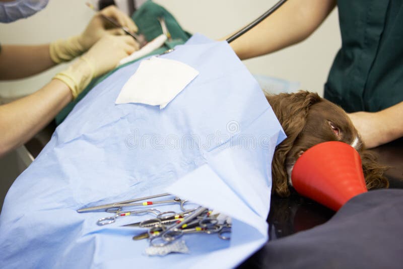 Dog Undergoing Surgery at Vets Stock Photo - Image of thirties ...