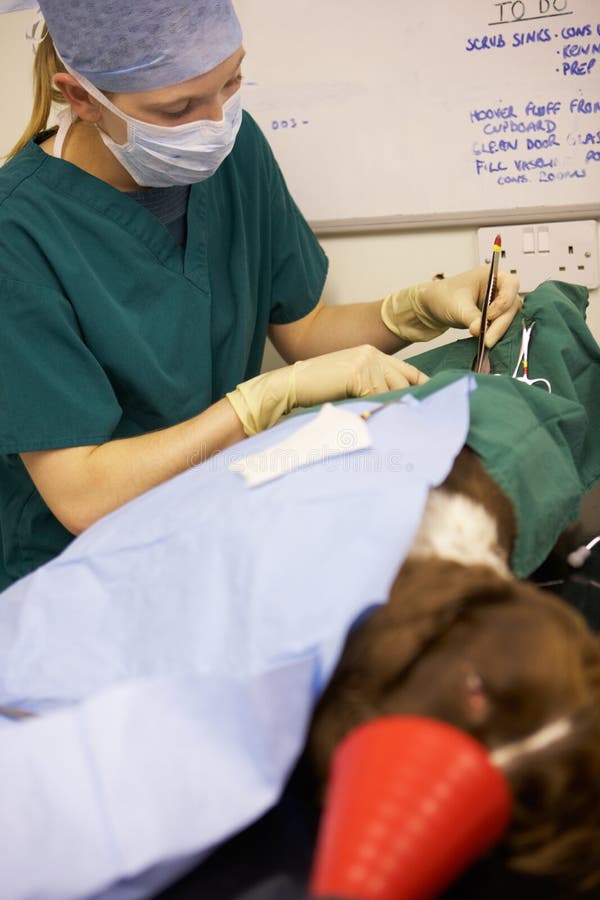Dog Undergoing Surgery at Vets Stock Image - Image of medicine, medical ...