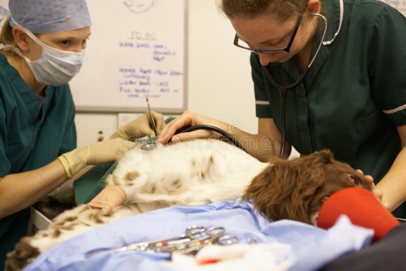 Dog Undergoing Surgery at Vets Stock Photo - Image of people, uniform ...