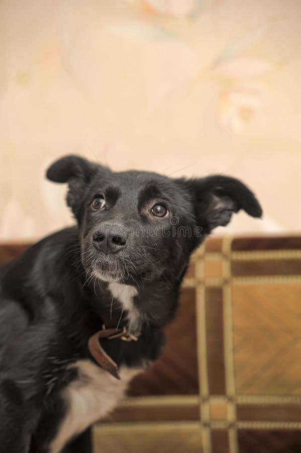 Dog with an unhappy look stock image. Image of guilty - 180566685