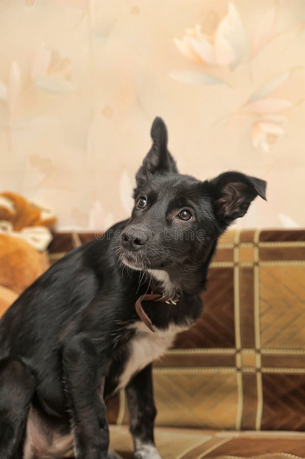 Dog with an unhappy look stock photo. Image of lying - 180568382