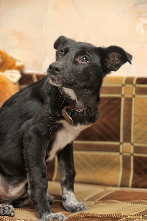 Dog with an unhappy look stock image. Image of expressive - 180584693