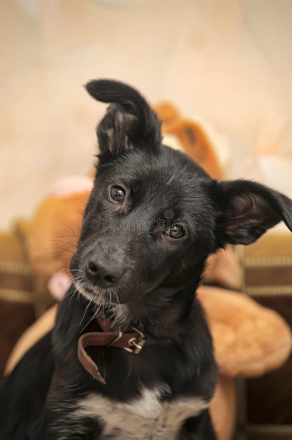 Dog with an unhappy look stock photo. Image of black - 180585332