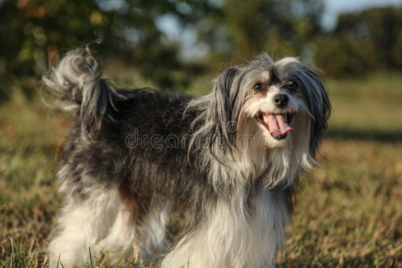 Dog Unknown Breed is Cheerfull and Posing Stock Photo - Image of ...