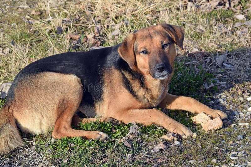 The Dog of Unknown Mixed Breed Stock Photo - Image of abandoned ...