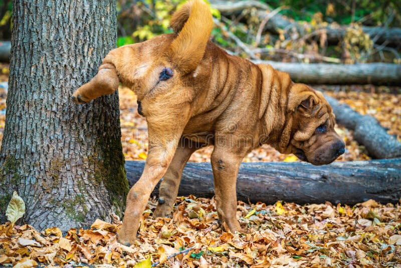 A dog urinating on a tree stock image. Image of naughty - 360233855