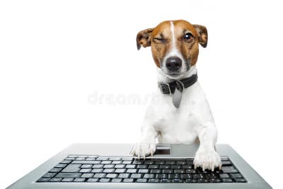 Dog using a computer stock image. Image of computer, terrier - 23266407
