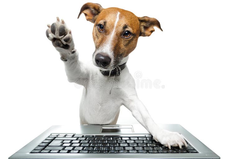 Dog using a computer stock image. Image of searching - 23266415